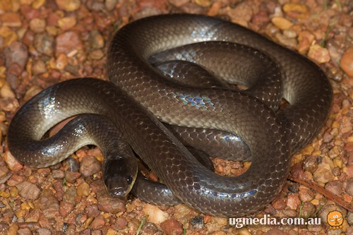 Slaty-grey snake (Stegonotus cucullatus) at the Australian Reptile ...