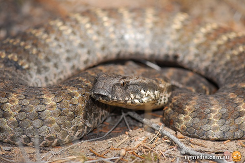 Common death adder - Alchetron, The Free Social Encyclopedia