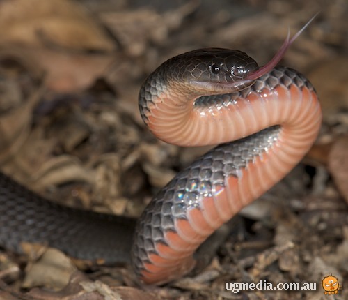 Eastern small-eyed snake (Cryptophis nigrescens) at the Australian ...