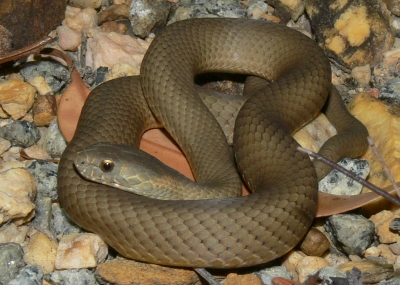 Echiopsis curta - Alchetron, The Free Social Encyclopedia