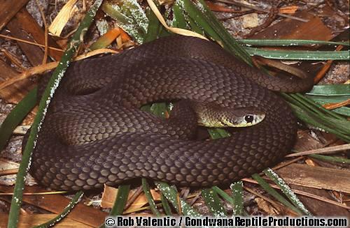 Short nosed snake - Alchetron, The Free Social Encyclopedia