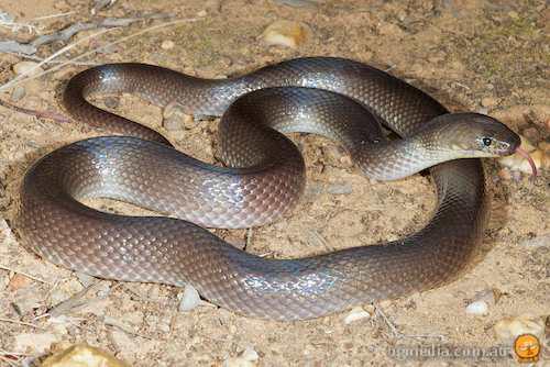 Dunmall's snake (Furina dunmalli) at the Australian Reptile Online ...