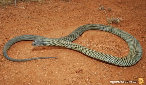 Pseudechis australis (Mulga snake) (King brown snake)
