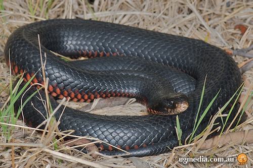 Pseudechis porphyriacus (Red-bellied black snake)