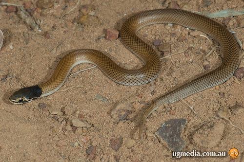 Curl snake (Suta suta) at the Australian Reptile Online Database | AROD ...