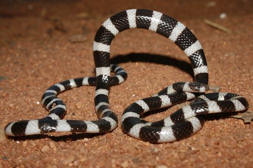 Bandy bandy - Alchetron, The Free Social Encyclopedia