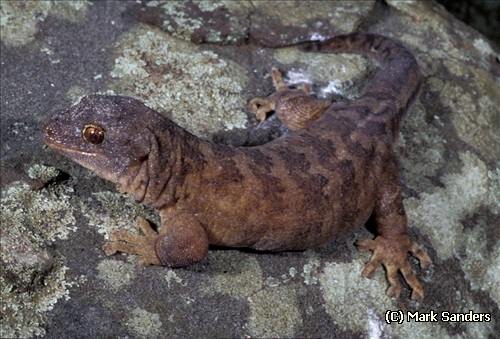 Lord Howe island gecko (Christinus guentheri) at the Australian Reptile ...