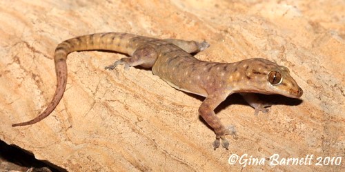 Gehyra borroloola - Alchetron, The Free Social Encyclopedia