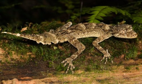 Saltuarius - Alchetron, The Free Social Encyclopedia