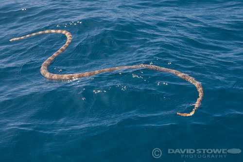 Stokes' sea snake (Astrotia stokesii) at the Australian Reptile Online ...