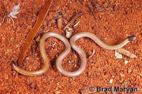 AROD > Reptiles / Squamata / Pygopodidae / Aprasia | AROD.com.au