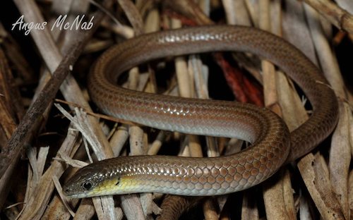 Striped legless lizard (Delma impar) at the Australian Reptile Online ...