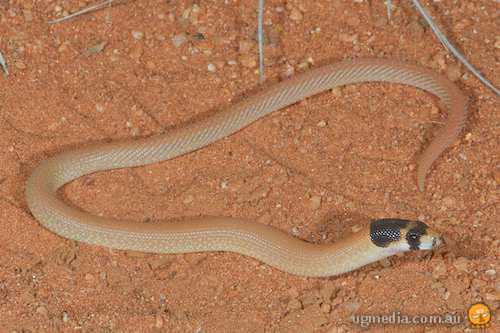 Hooded scaly foot - Alchetron, The Free Social Encyclopedia