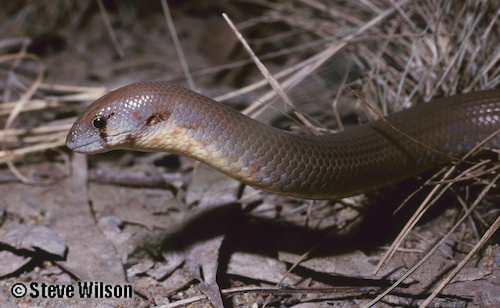 Pygopus - Alchetron, The Free Social Encyclopedia