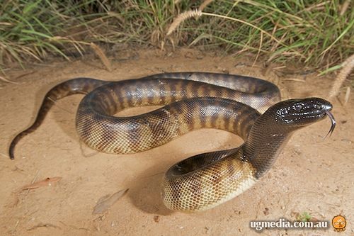 Black-headed python (Aspidites melanocephalus) at the Australian ...