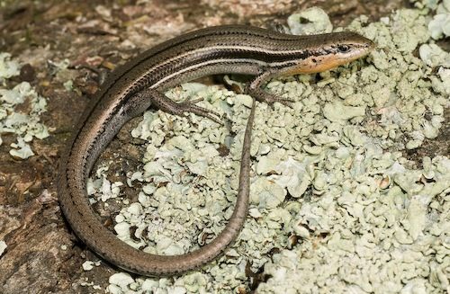 Eastern three lined skink - Alchetron, the free social encyclopedia