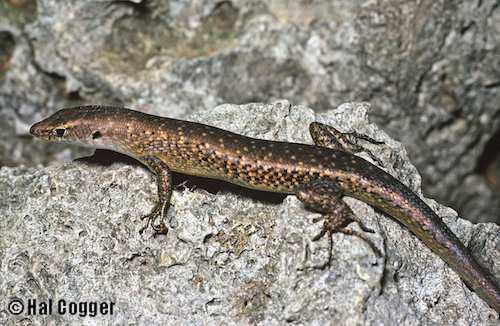 Emoia - Alchetron, The Free Social Encyclopedia