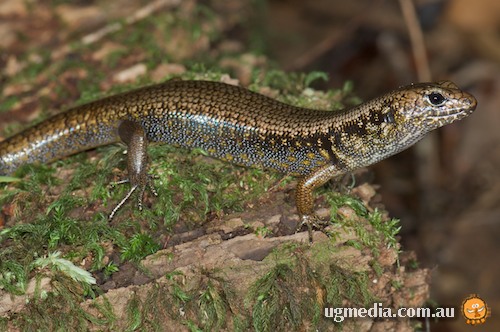 Eulamprus - Alchetron, The Free Social Encyclopedia