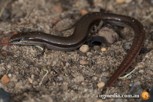 South-western orange-tailed slider (Lerista distinguenda) at the ...