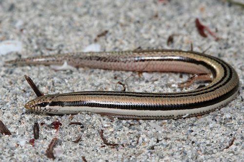 Perth slider (Lerista lineata) at the Australian Reptile Online ...