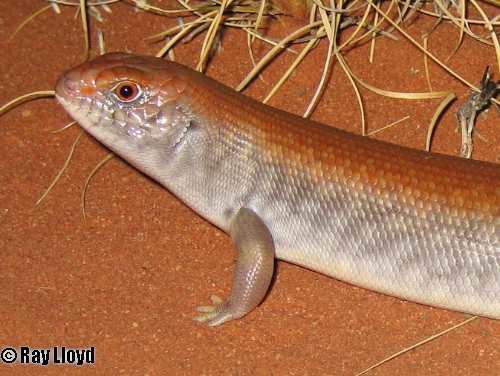 Great desert skink - Alchetron, The Free Social Encyclopedia