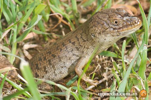 Pygmy blue-tongued skink (Tiliqua adelaidensis) at the Australian ...