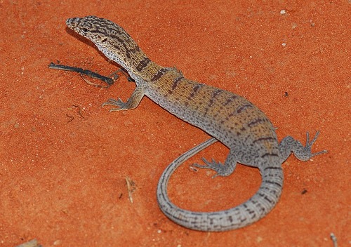 Pygmy mulga monitor - Alchetron, The Free Social Encyclopedia
