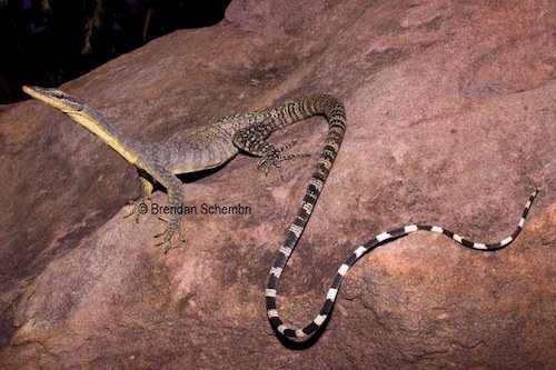 Kimberley rock monitor (Varanus glauerti) at the Australian Reptile ...