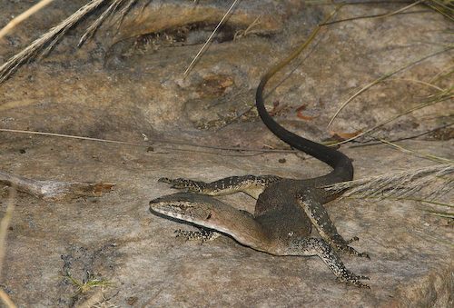 Black palmed rock monitor - Alchetron, the free social encyclopedia