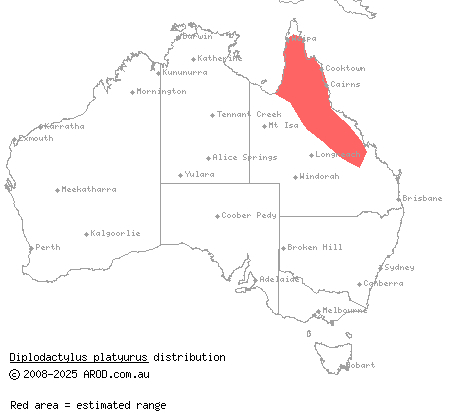Eastern fat-tailed gecko (Diplodactylus platyurus) at the Australian ...