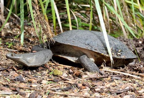 Broad-shelled turtle (Chelodina expansa) at the Australian Reptile ...
