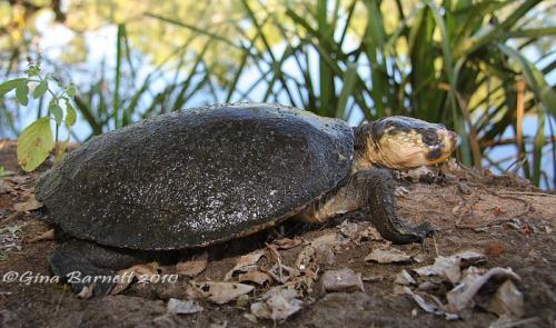 Gulf snapping turtle (Elseya lavarackorum) at the Australian Reptile ...