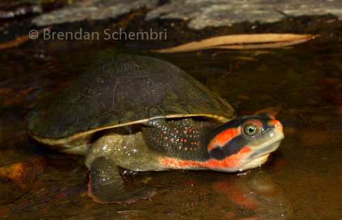 Northern red-faced turtle (Emydura victoriae) at the Australian Reptile ...