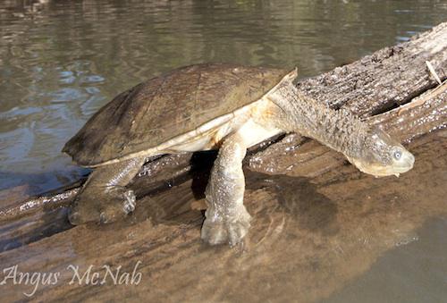 Fitzroy River turtle (Rheodytes leukops) at the Australian Reptile ...